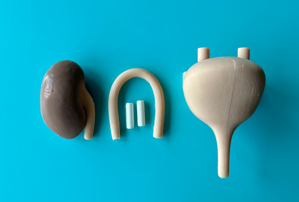 Sistema renal para endoscopia - 3D Organs